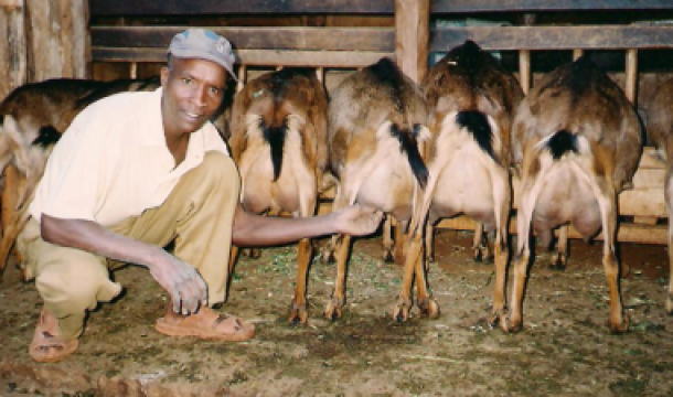 Dairy Goat Farming, Kenya | Diaspora Business Centre